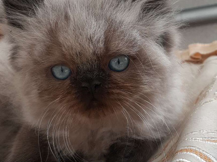 Персидские котята