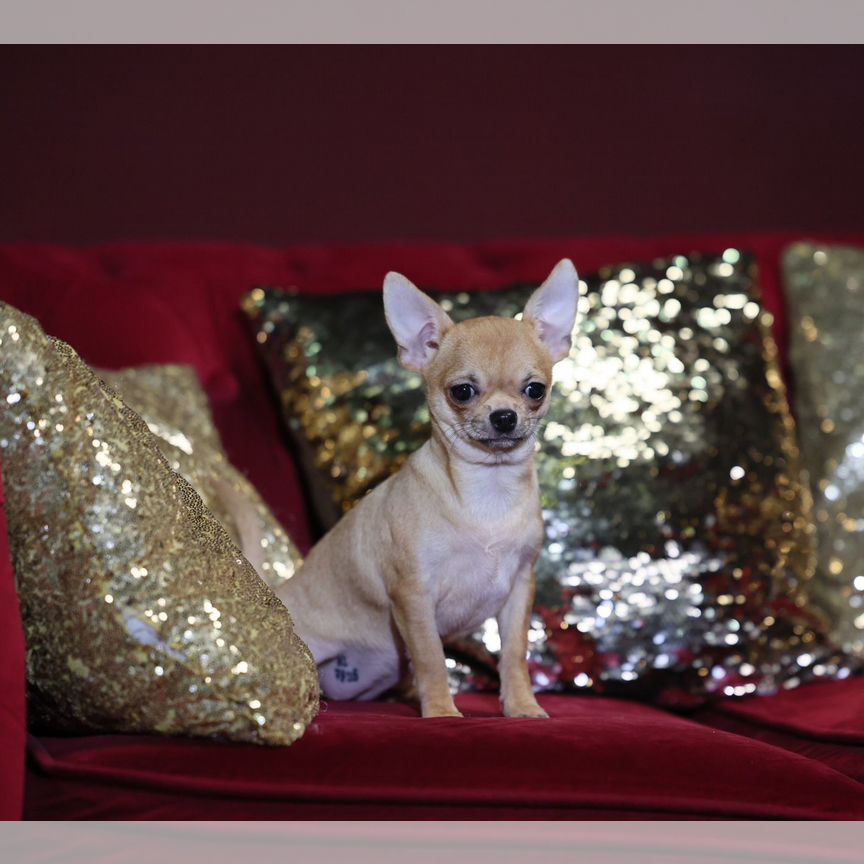 Чихуахуа, щенок