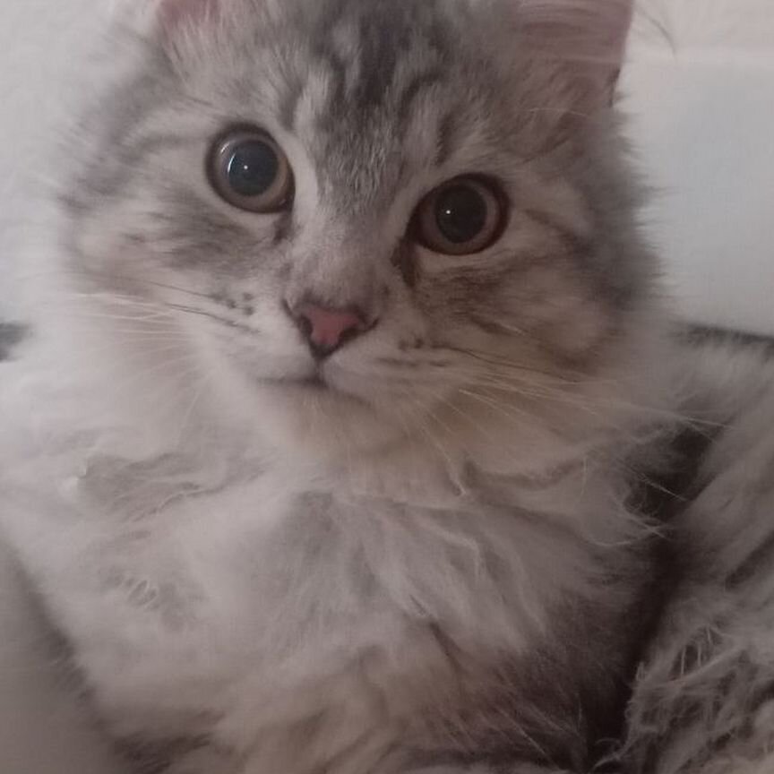 Мейн-кун котёнок