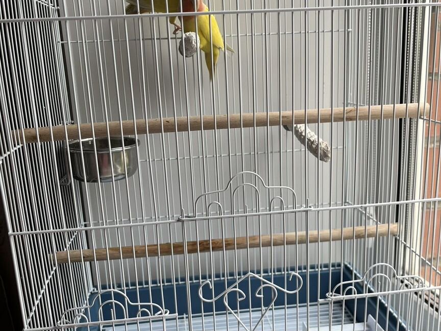 Попугай неразлучники с клеткой
