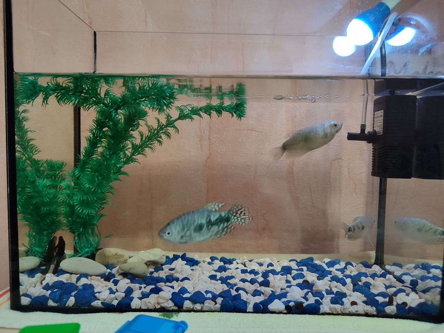 Аквариум с рыбками