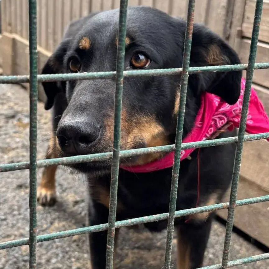 Взрослая собака в добрые руки