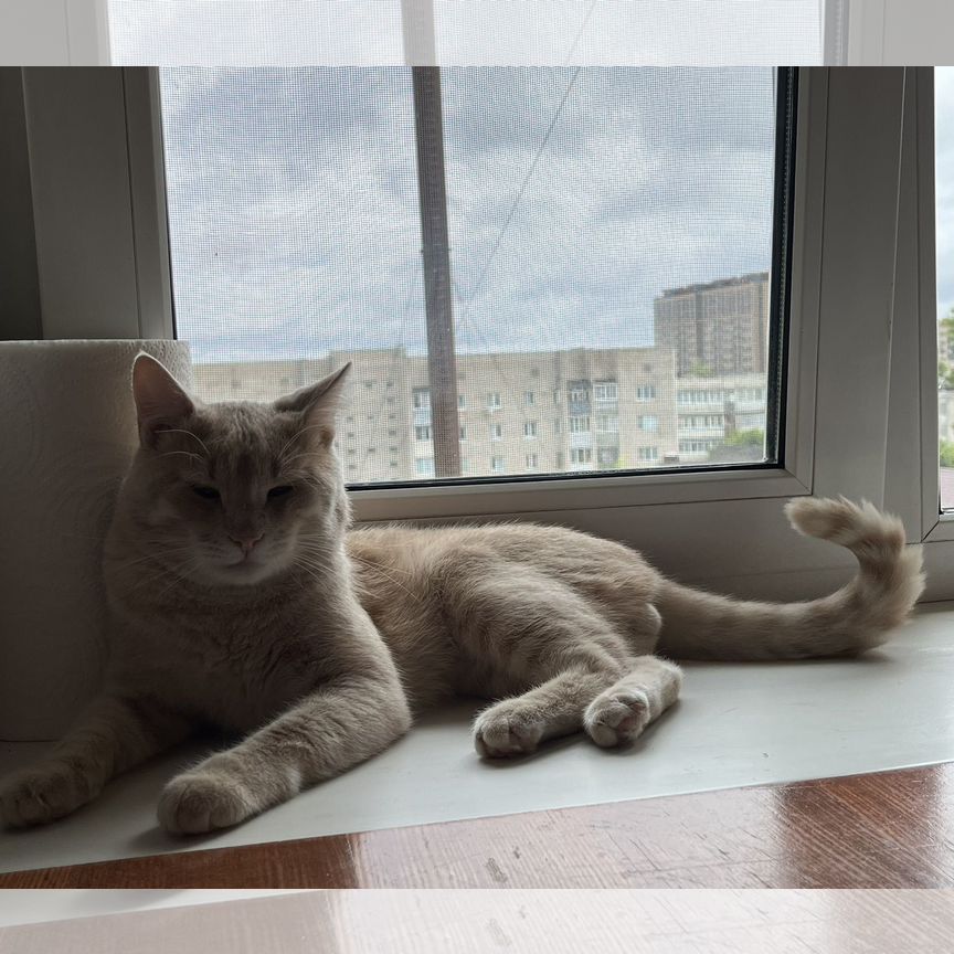 Котик в добрые руки