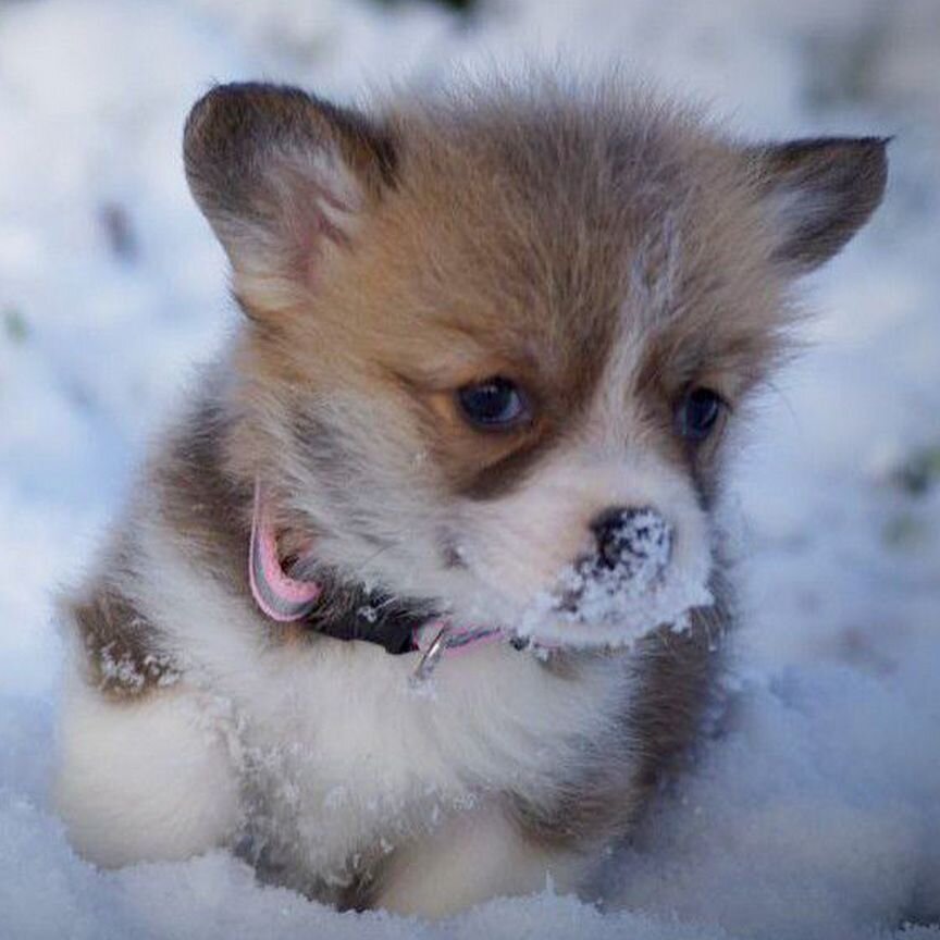 Вельш Корги Пемброк, щенок