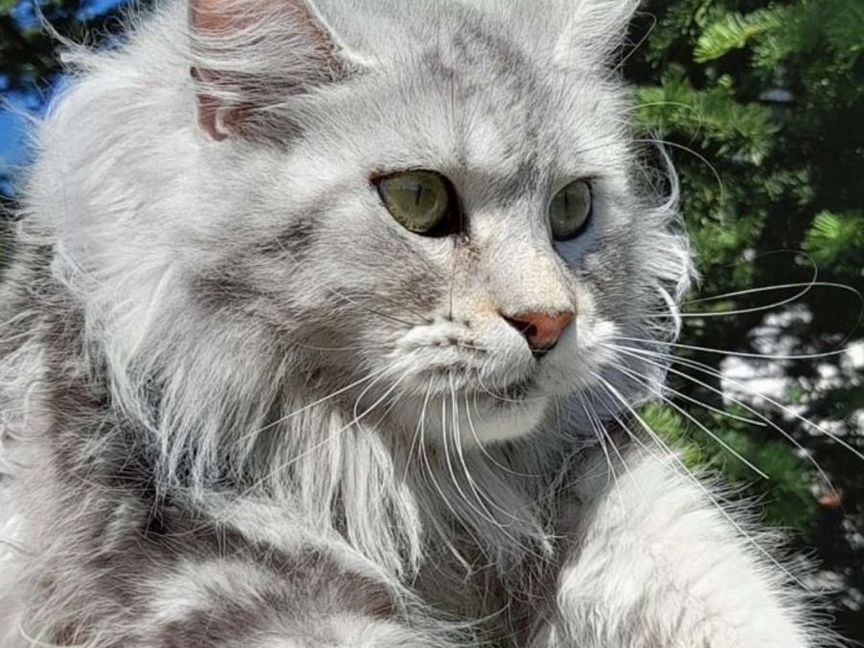 Мейн-кун котята и подродски