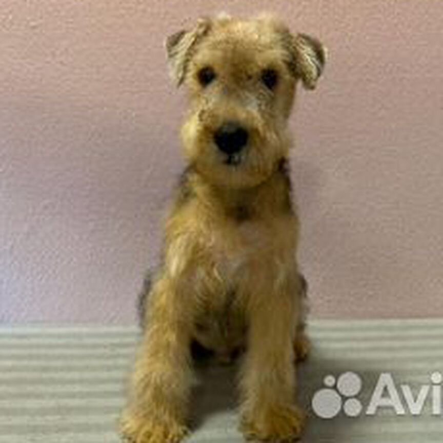 Лейкленд-терьер, щенок