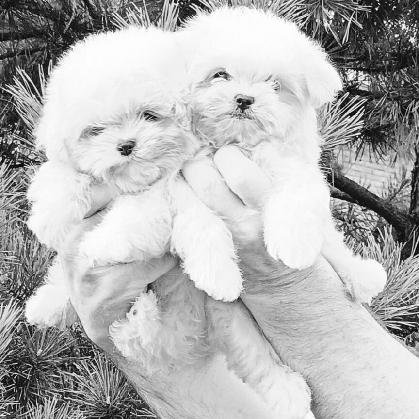 Мальтийская болонка, щенок