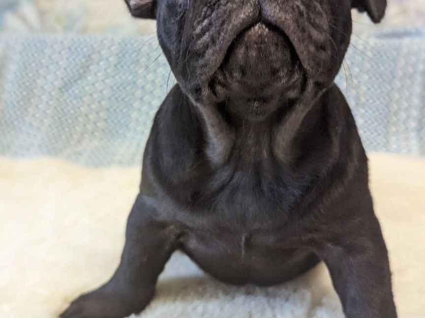 Французский бульдог девчушка