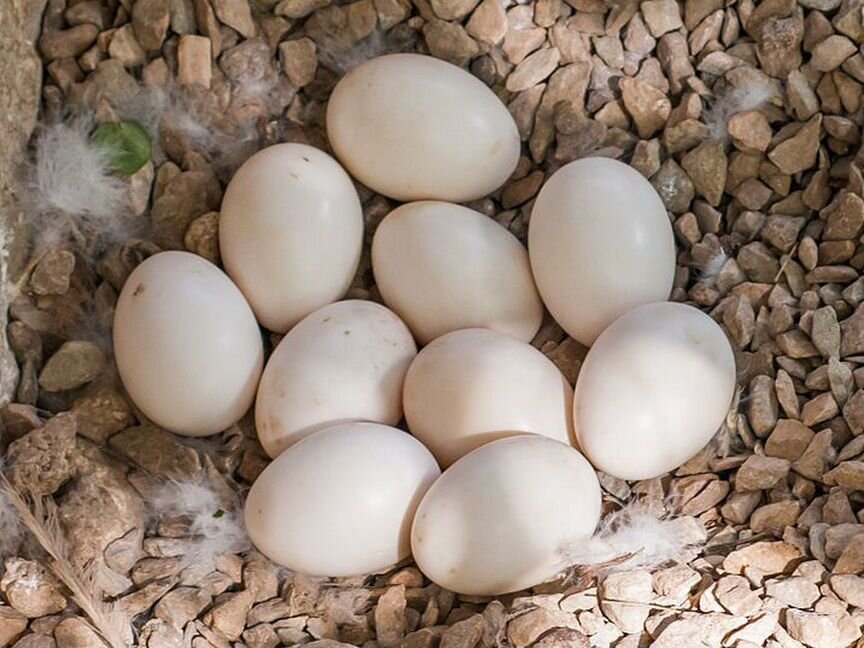 Яйца