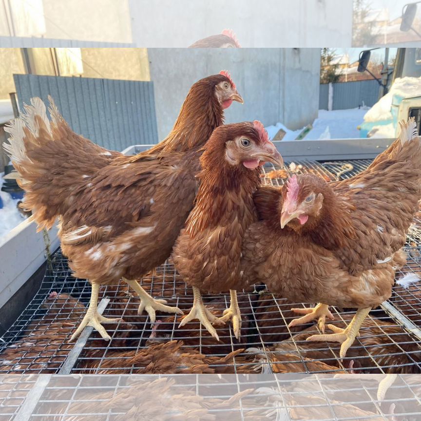 Куры молодки