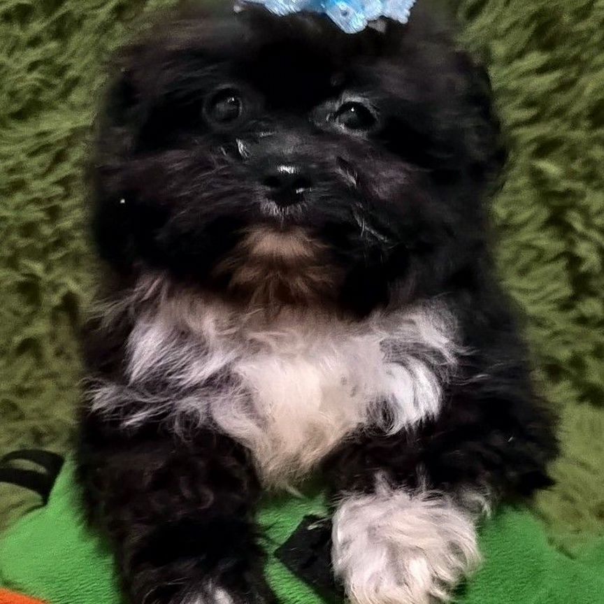 Щенок пом фризе