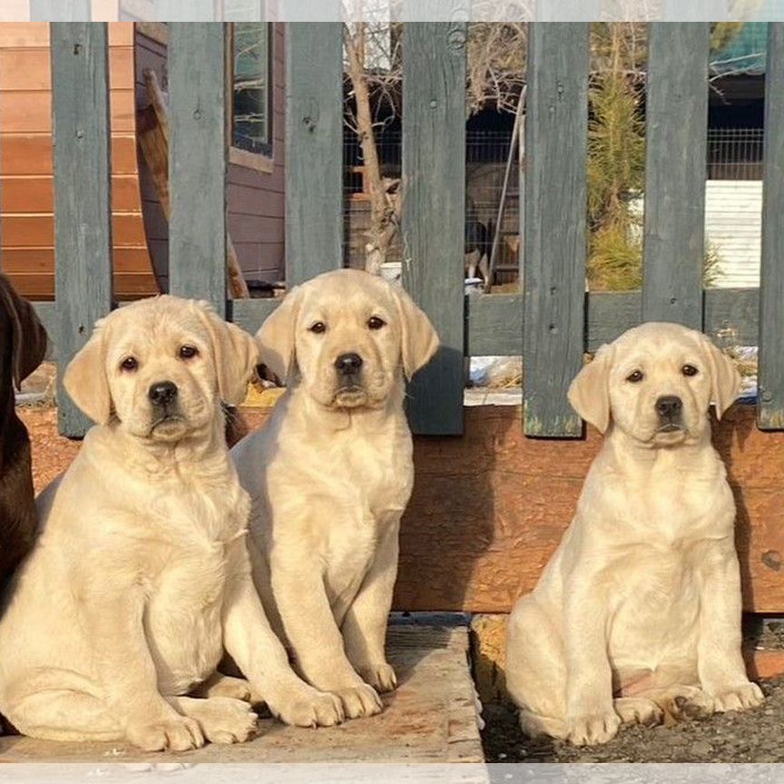 Лабрадор-ретривер, щенок