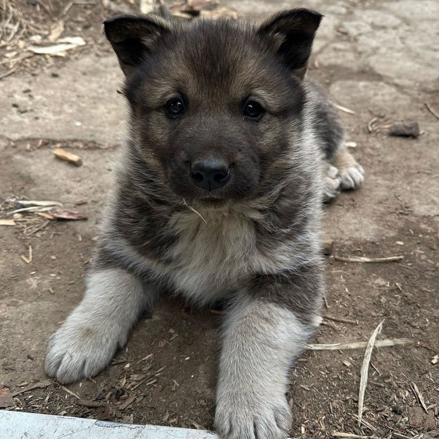 Лайка, щенок