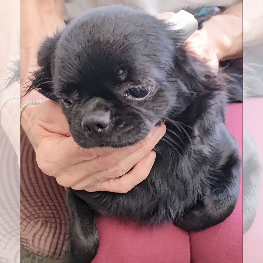 Чихуахуа, щенок