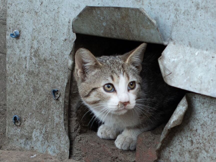 Котёнку нужен тёплый дом
