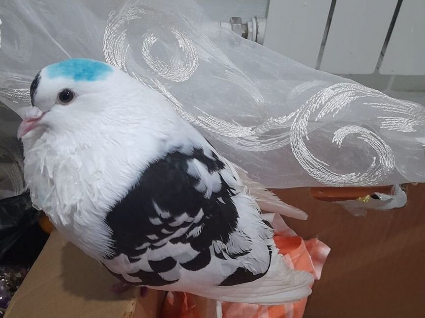 Голуби