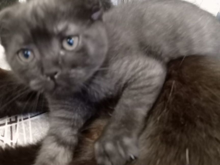 Шотландская вислоухая