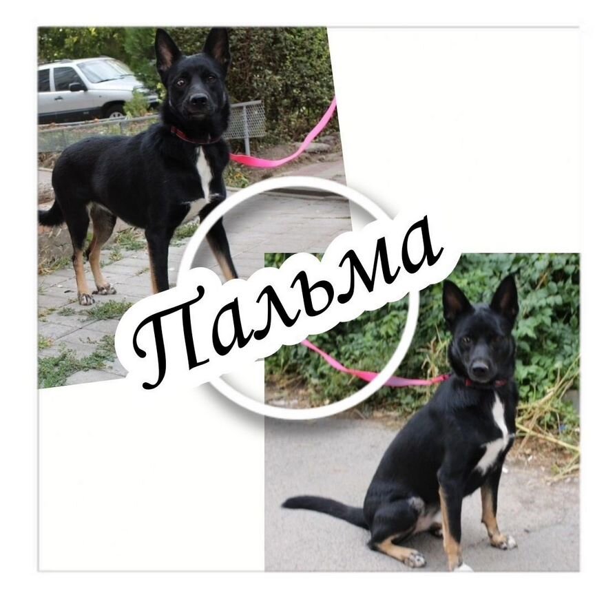 Пальма ищет дом