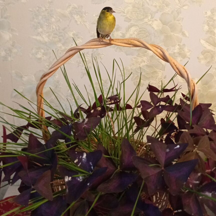 Чижи щеглы певчие птицы