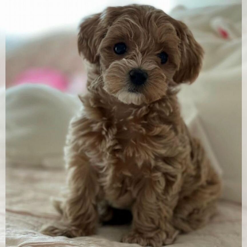 Мальтипу микро