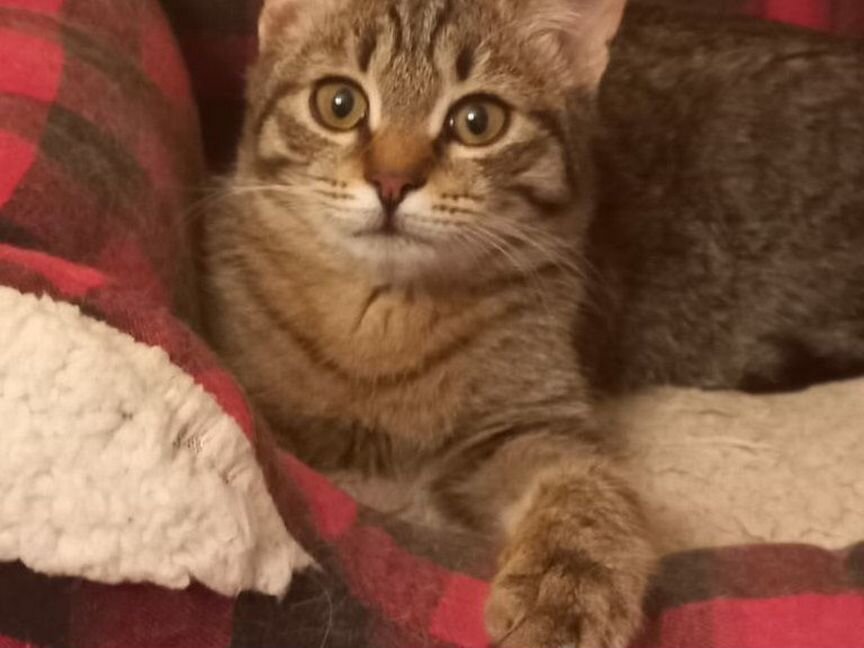 Полосатка Манюня в дар