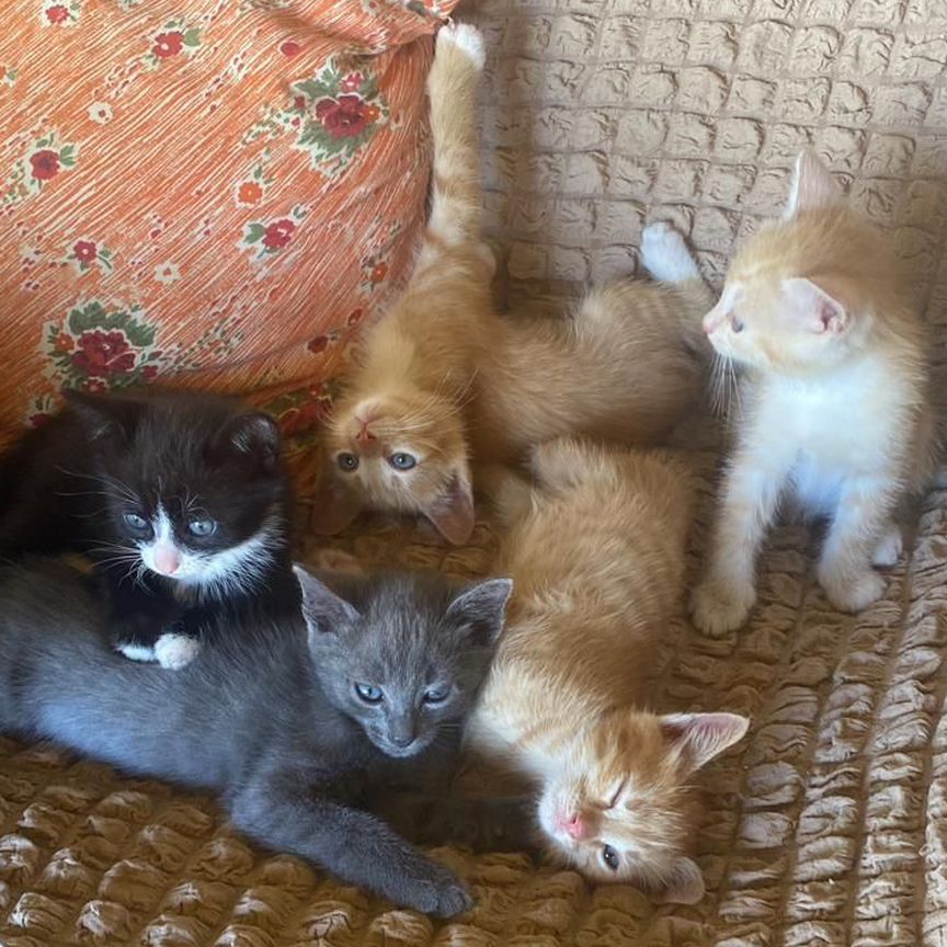 Котята в добрые руки бесплатно