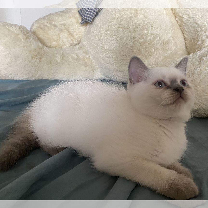 Шотландский прямоухий короткошёрстный котёнок