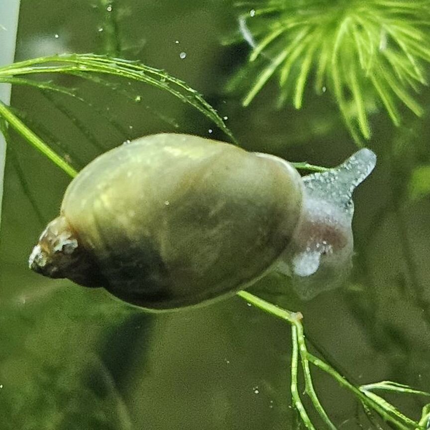 Поделюсь Покемонами