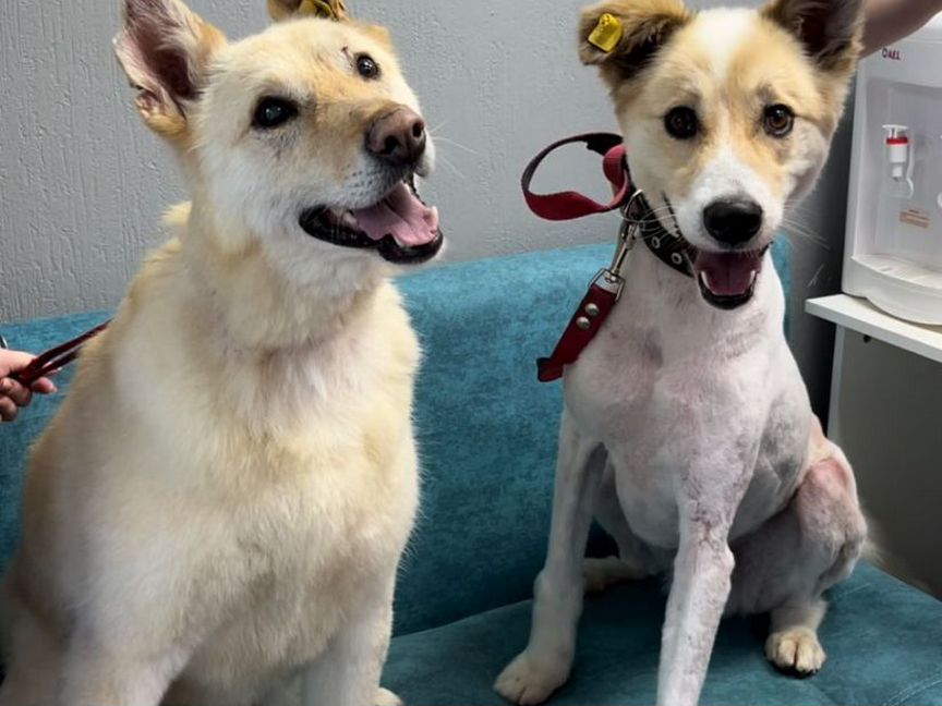 Собака в добрые руки отдам бесплатно