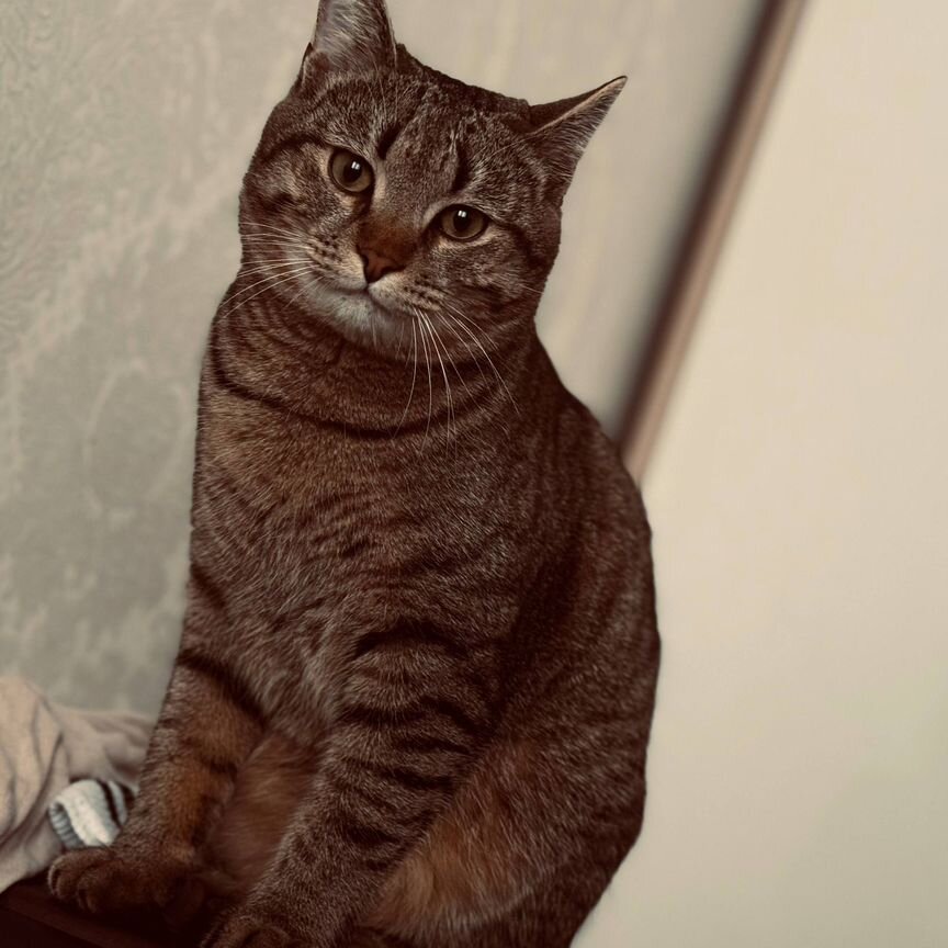 Взрослый кот в добрые руки