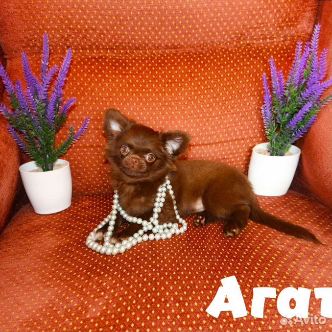 Шоколадные медвежата чихуахуа шоу-класса