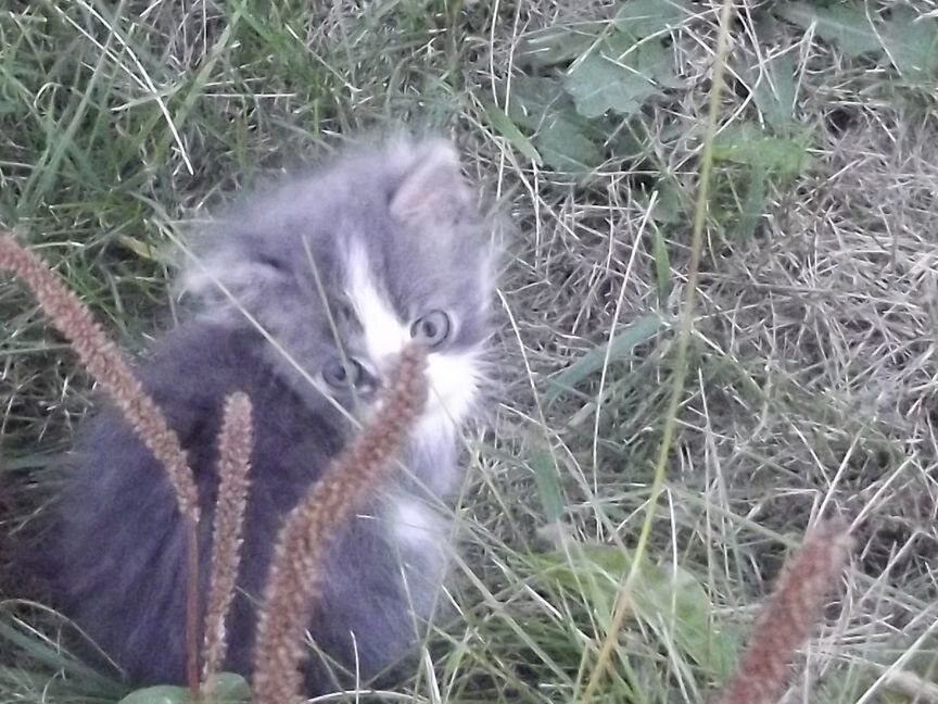 Помесь сибирской кошки 3 мес., подкидыш