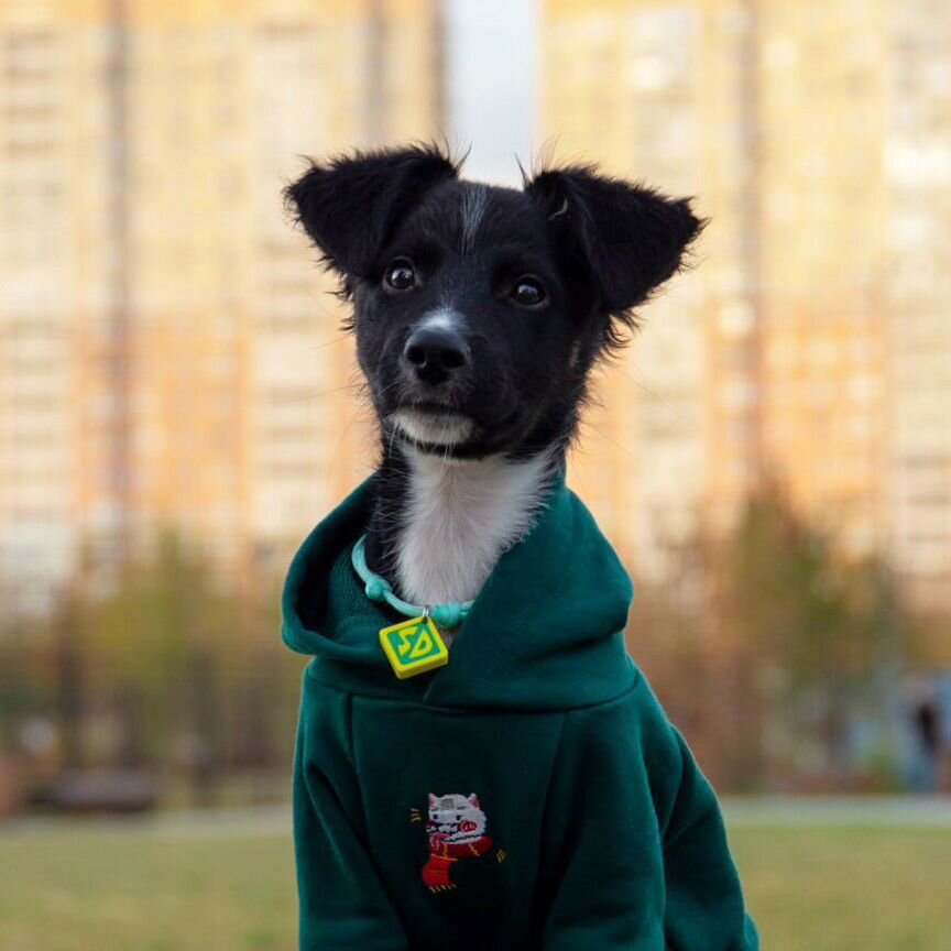 Малыш Чарли из Сербии в добрые руки