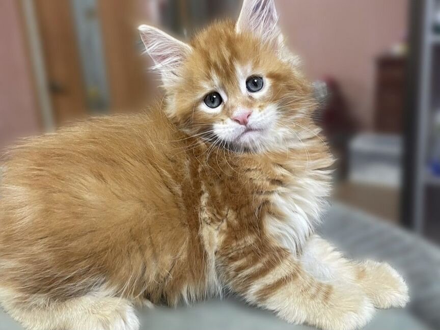 Котята мейн-кун шоу класс