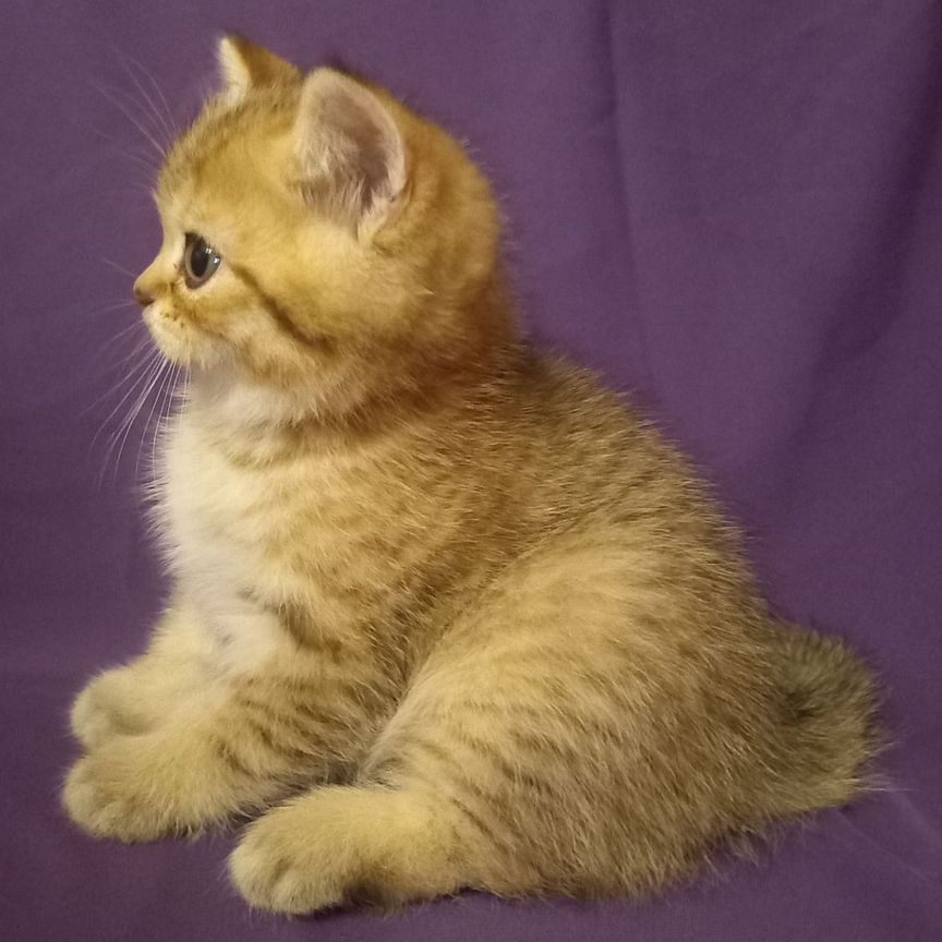 Шотландский,прямоухий котик