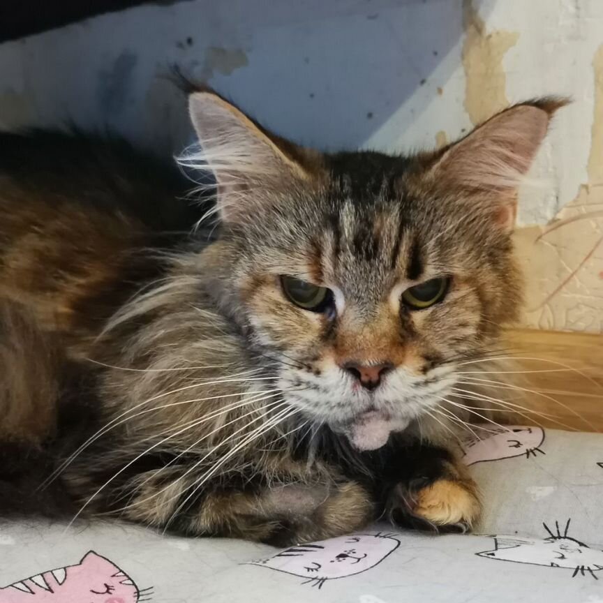 Мейн-кунша с тяжёлой судьбой