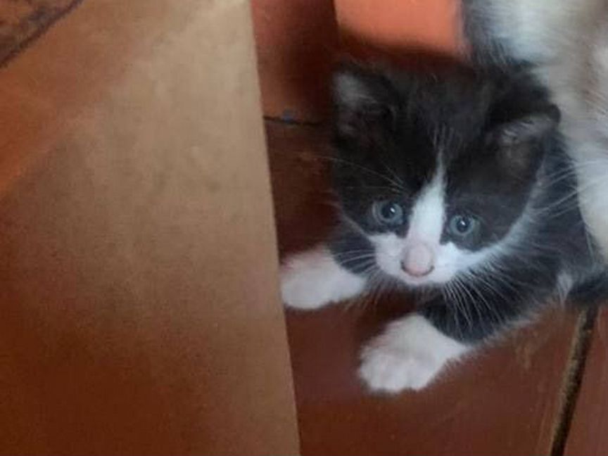 Котята в добрые руки