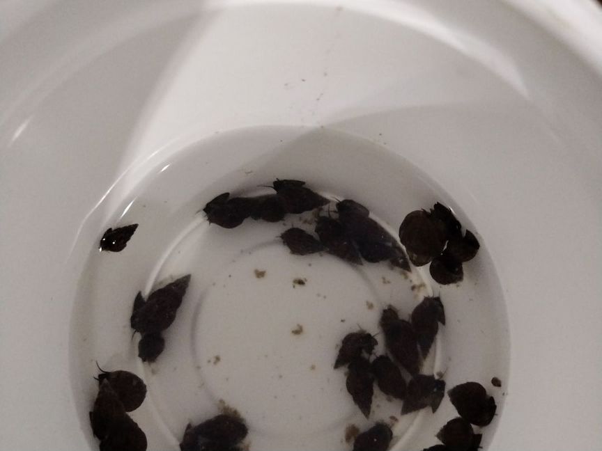 Улитка милания