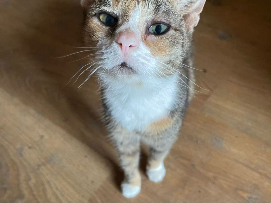 Кошка с умоляющими глазами