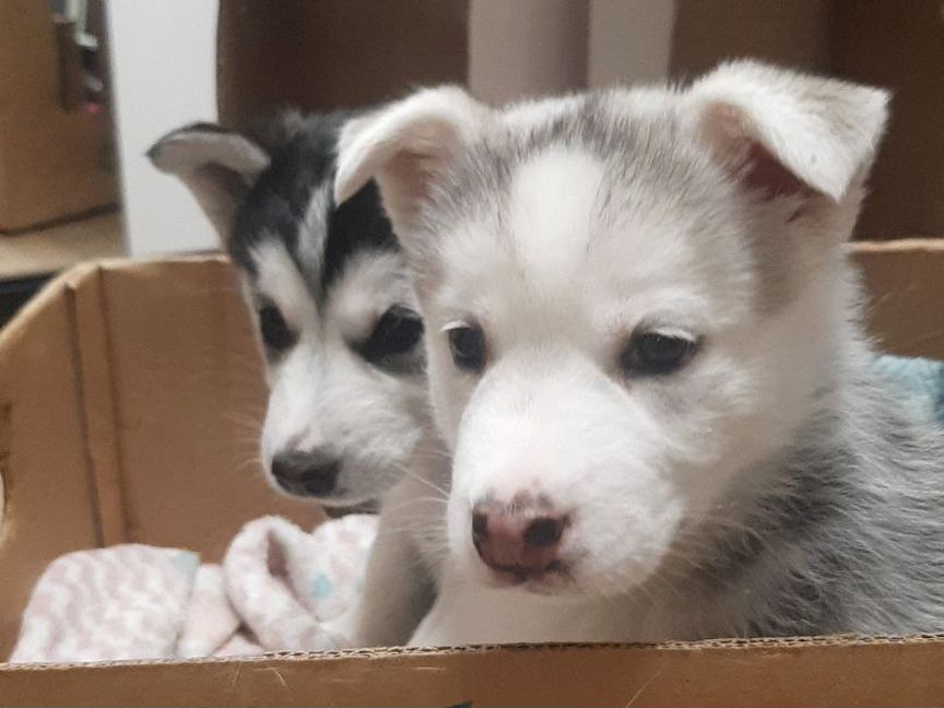 Щенки сибирской хаски