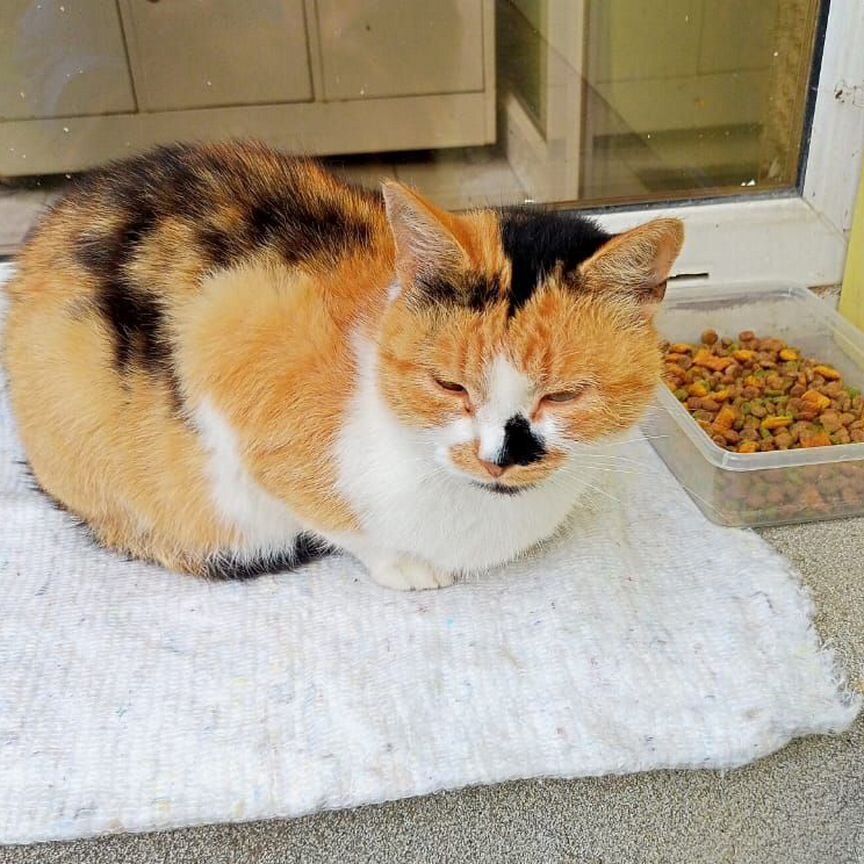 Кошка