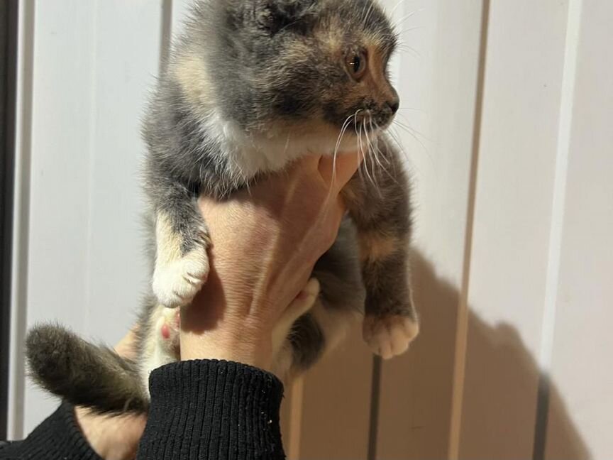 Котенок в добрые руки