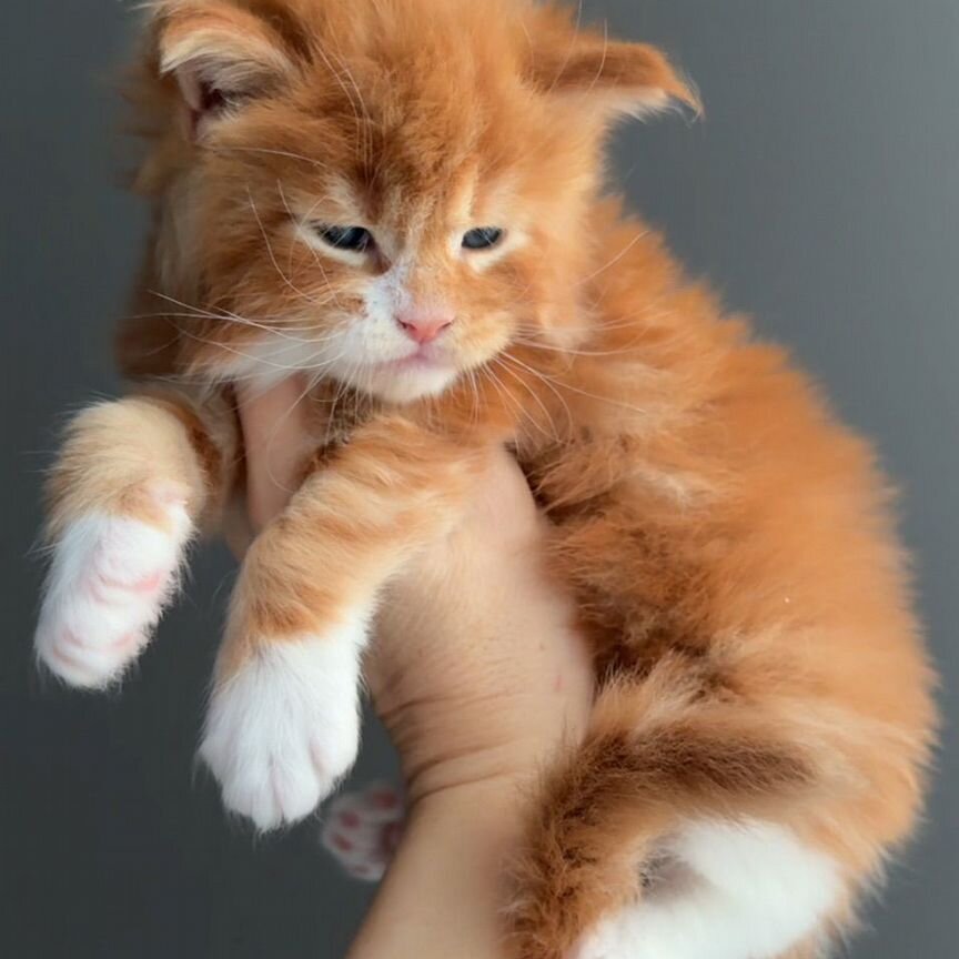 Рыжий мейн кун котик