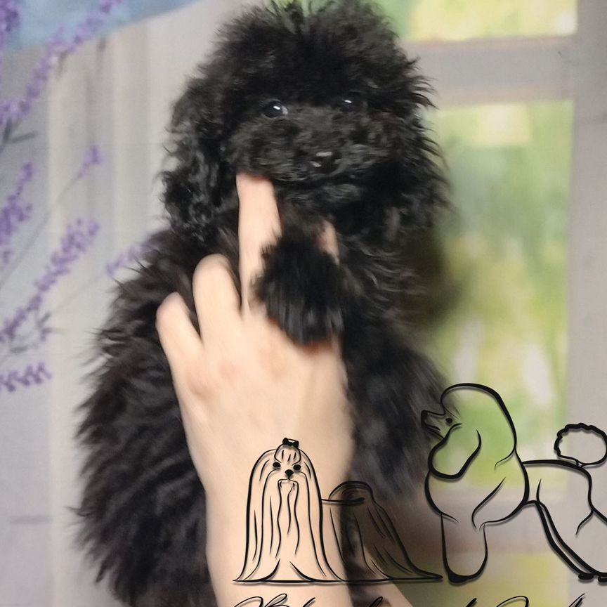 Той-пудель, щенок