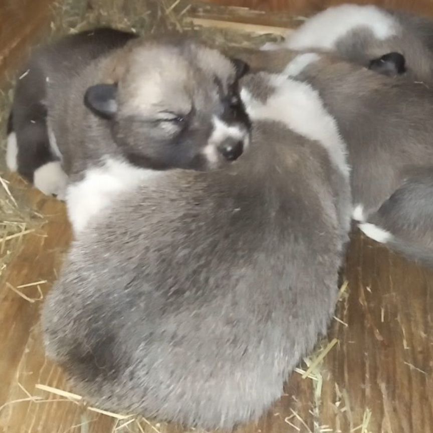 Лайка, щенок