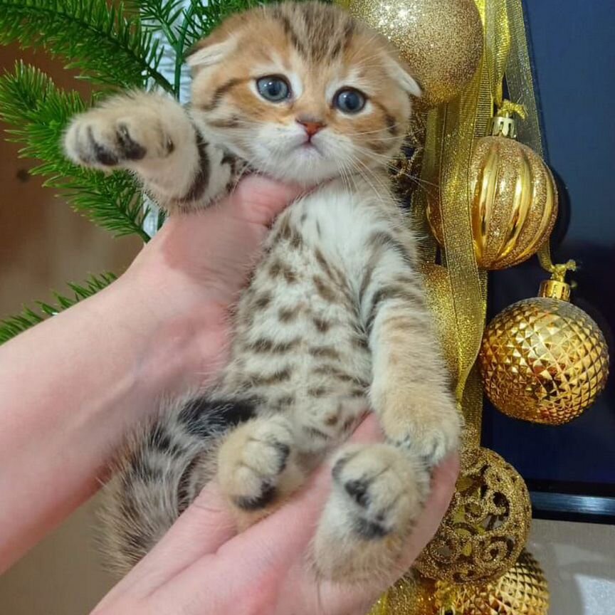 Шотландский вислоухий короткошёрстный котёнок