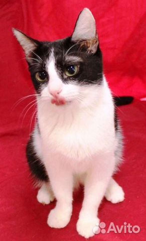 Кошка стесняшка в добрые руки