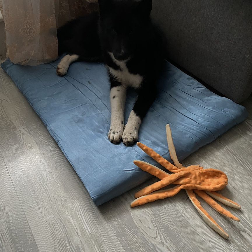 Отдам в хорошие руки хаски