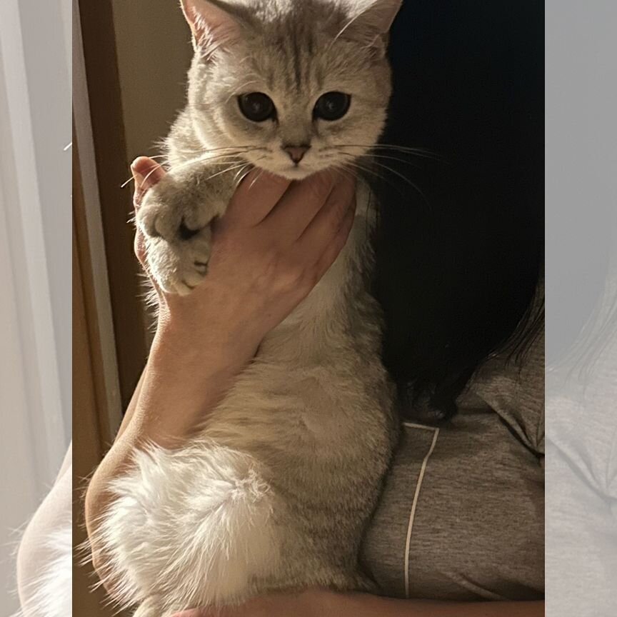 Кошечка на вязку