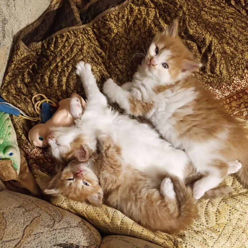 Котята в добрые руки